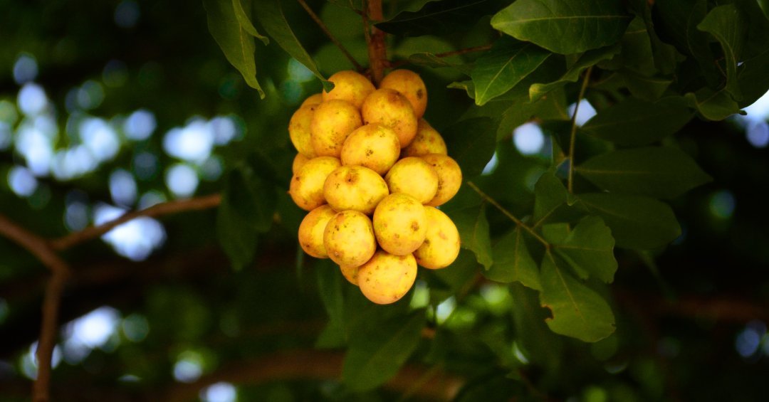 Pitomba: conheça os benefícios desta fruta típica do Brasil